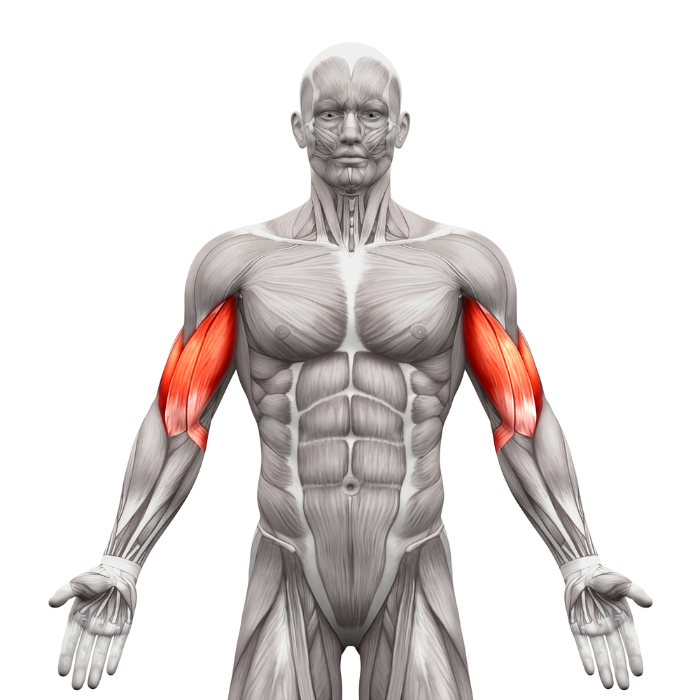 Ćwiczenia na biceps - jakie są najlepsze ćwiczenia na biceps ...
